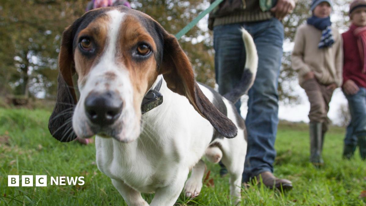 Nonsuch Park: Commercial dog walking licenses to be needed from 2025 ...