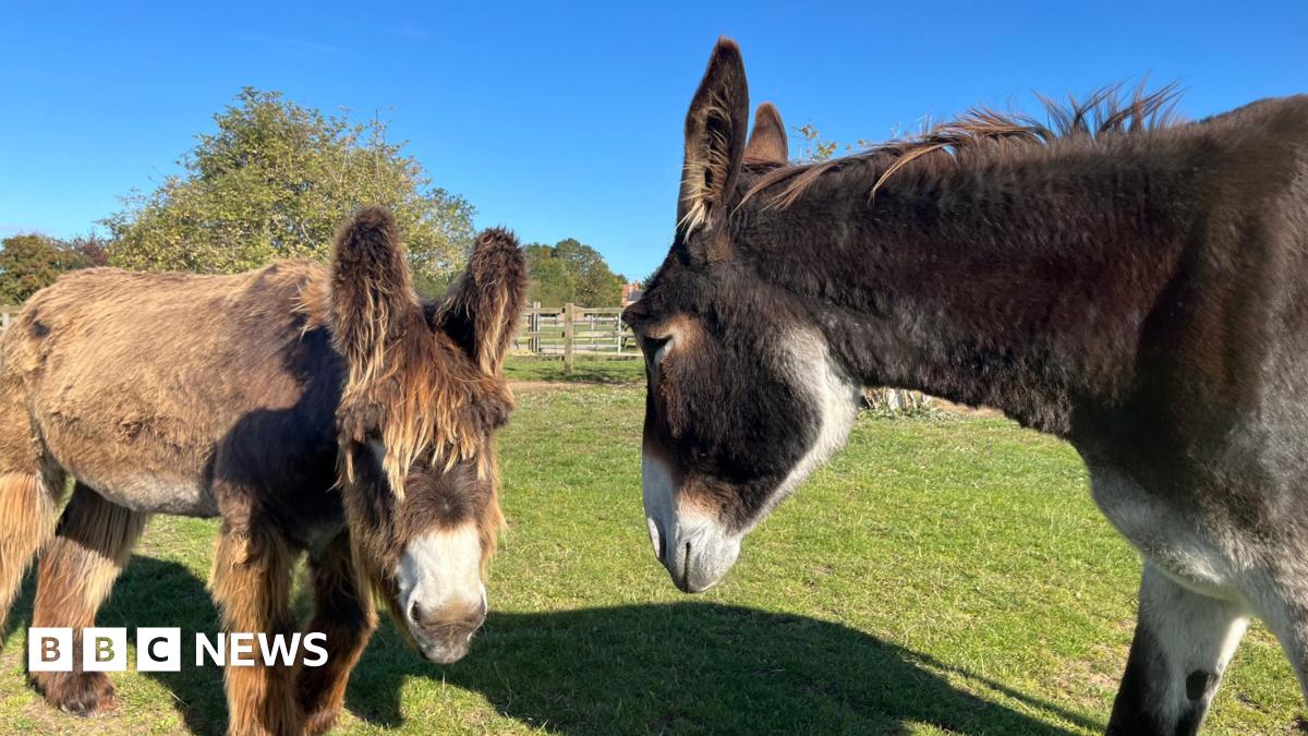 Huttoft sanctuary home to two record-breaking donkeys - BBC News