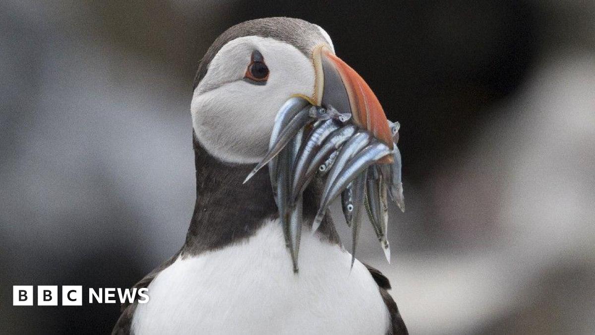 Signs Farne Islands puffins 'building resilience' from bird flu - BBC News
