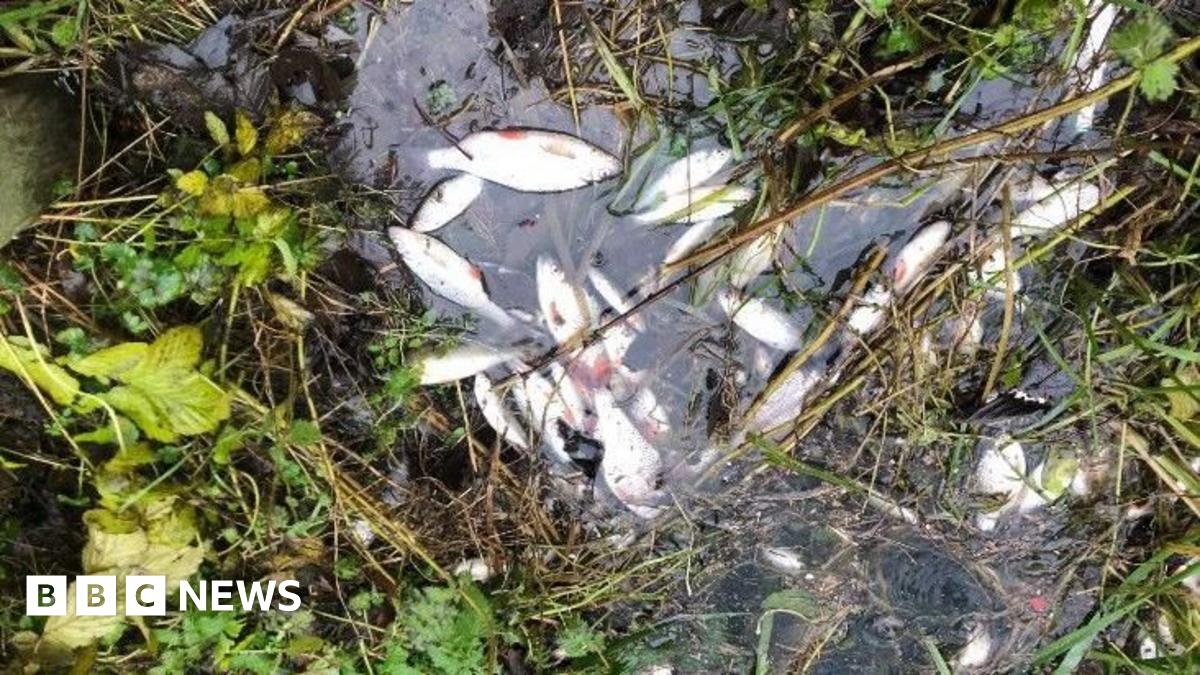 Pollution that killed 100,000 River Nene fish remains a mystery - BBC News
