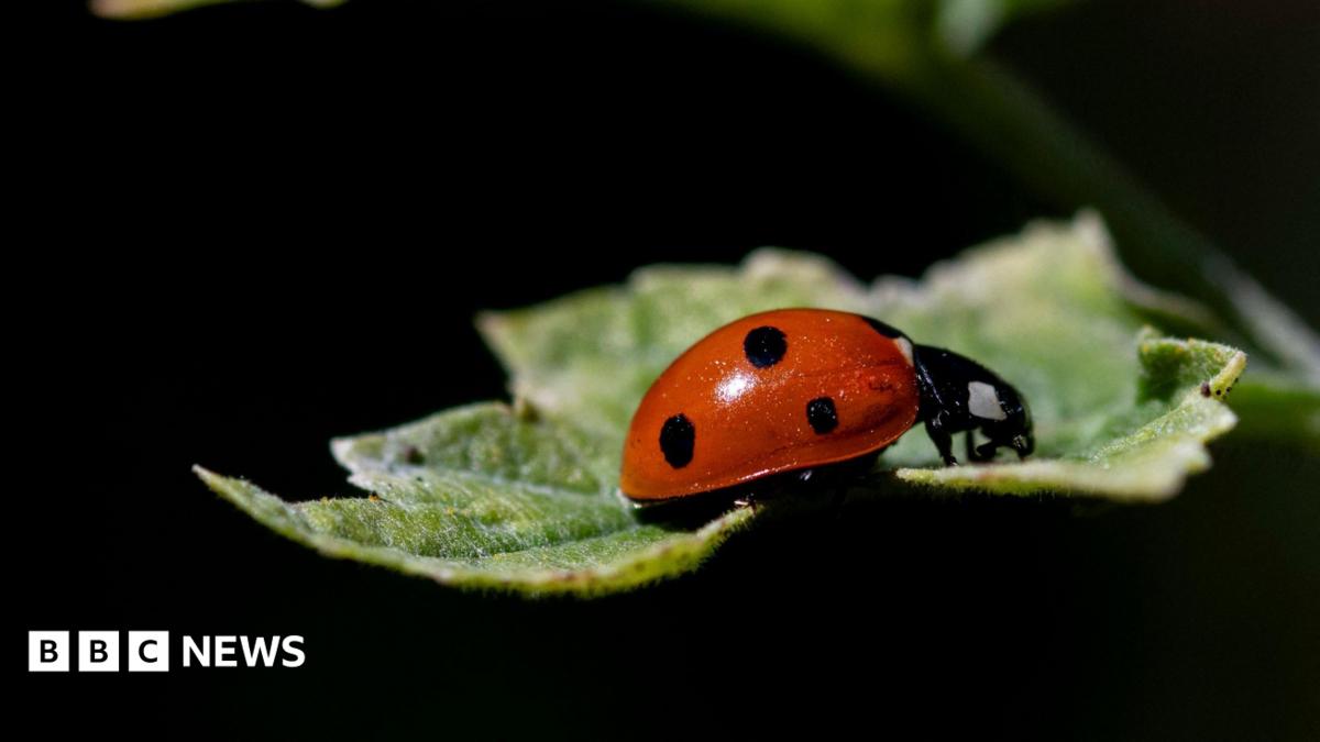 Extreme winter bad for bugs, says Staffordshire university lecturer ...