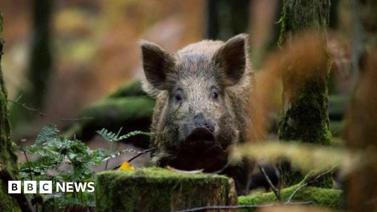 Feral pig numbers could rise in Scotland, say experts - BBC News