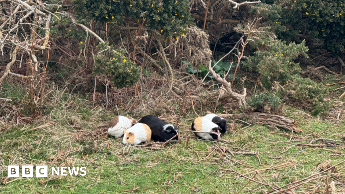 Group of guinea pigs spotted on Jersey's north coast - BBC News