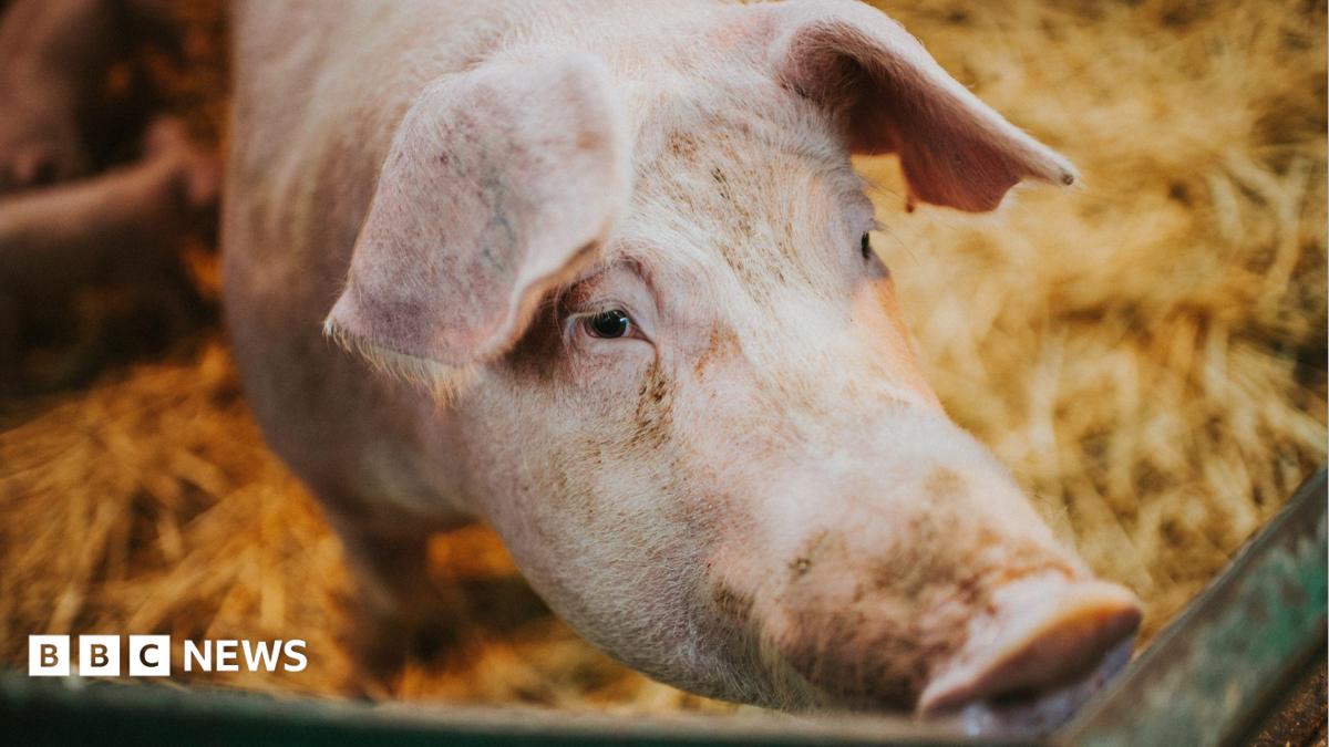 Coleraine: Farm shed fire kills about 1,200 pigs - BBC News