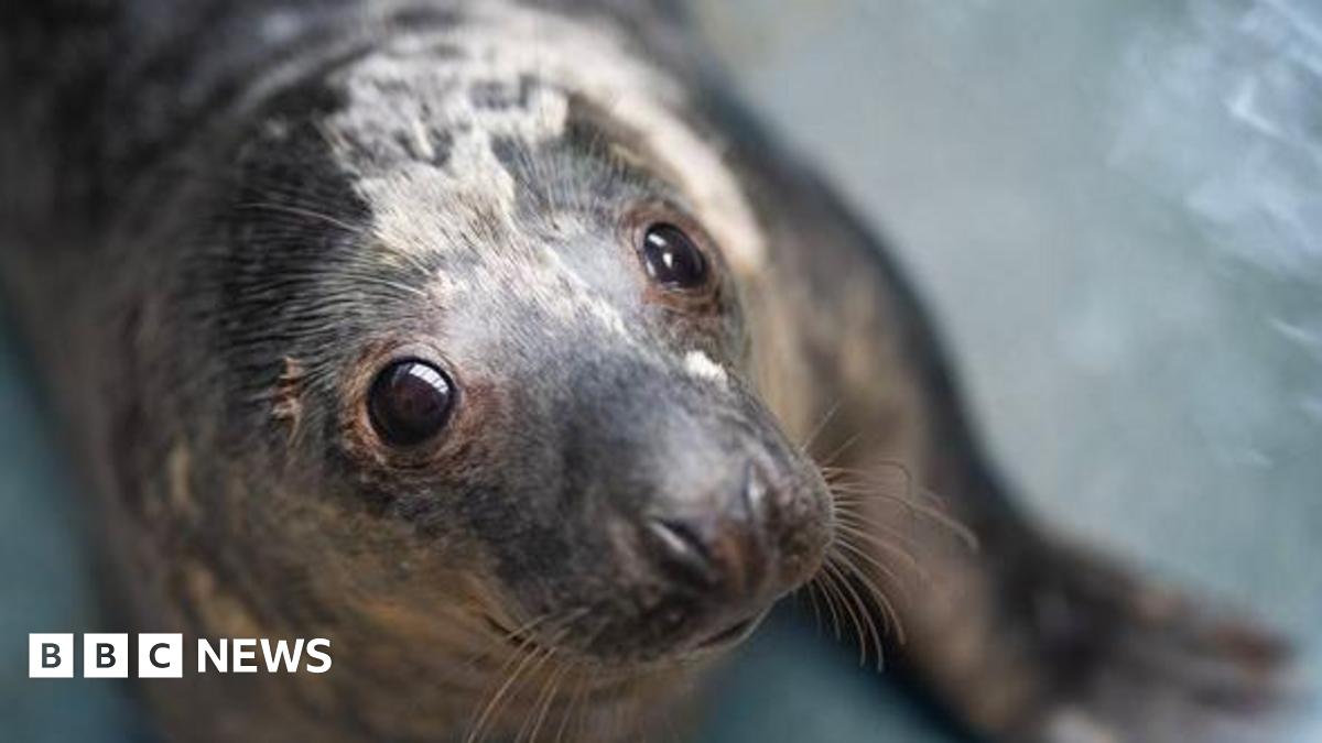 Rocky the seal is recovering fast at an Orsett animal hospital - BBC News