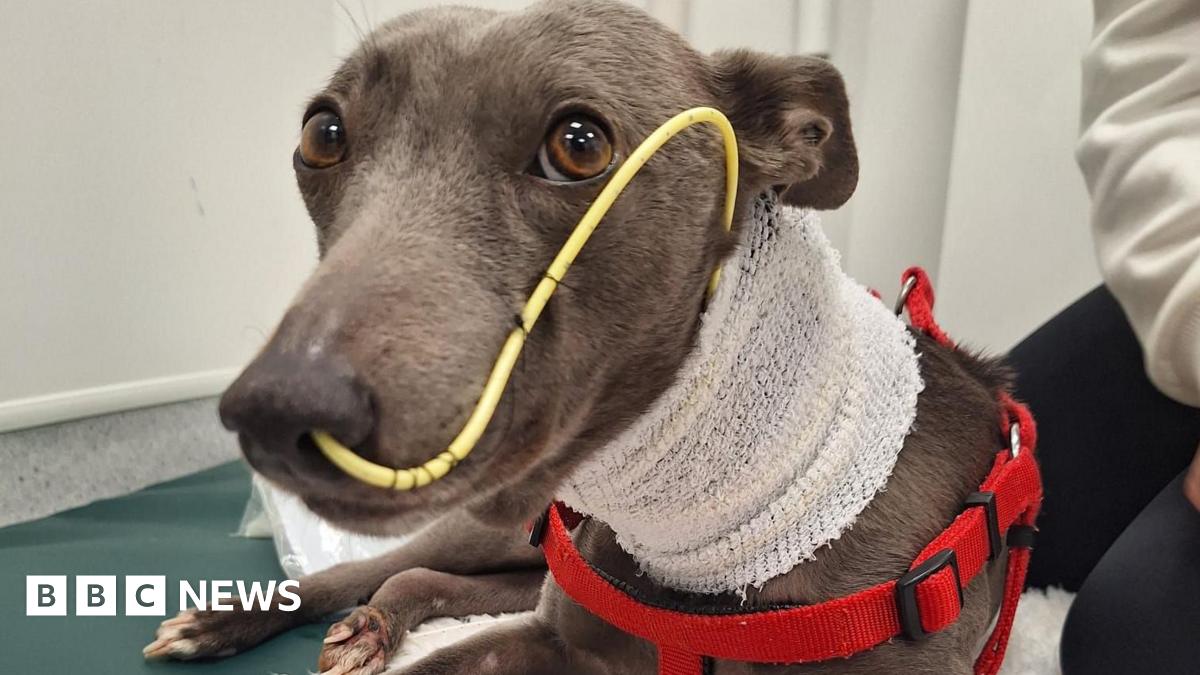 Deadly Alabama rot warning to dog owners - BBC News