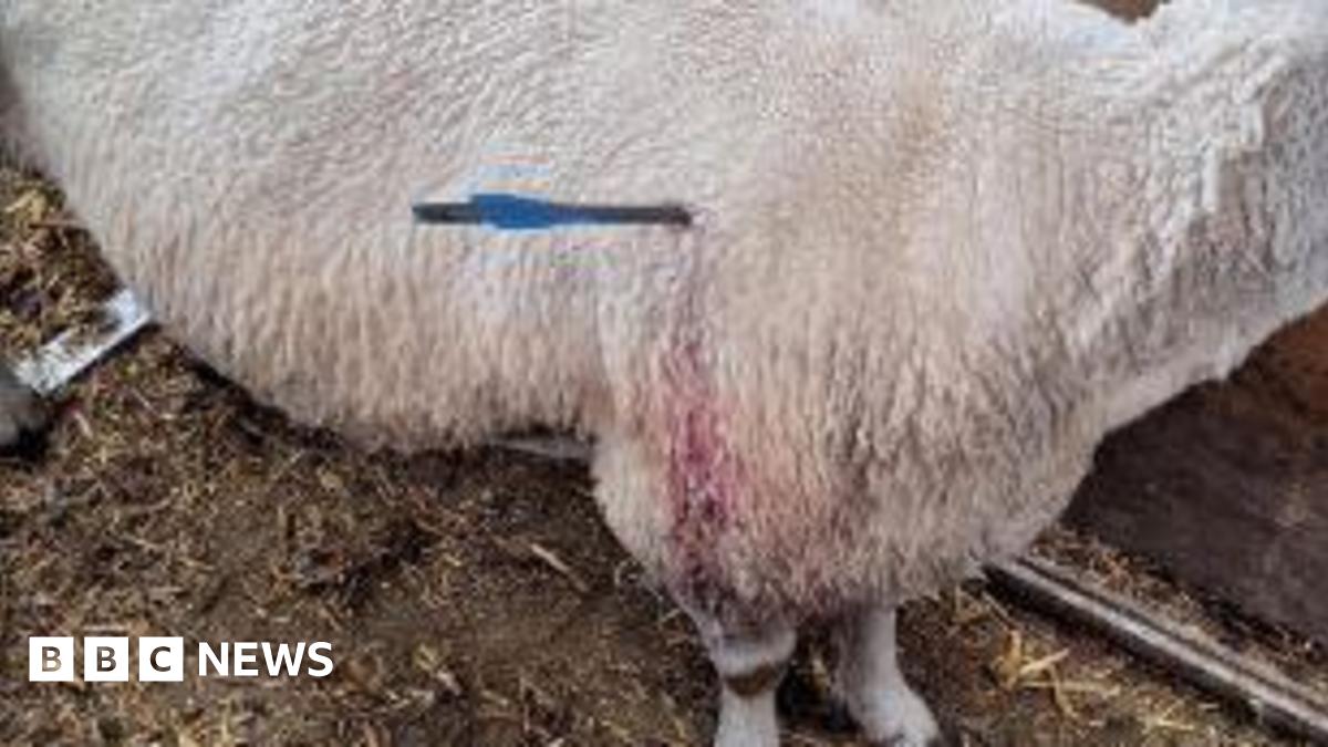 Police investigate after two sheep shot by crossbow in Doncaster - BBC News
