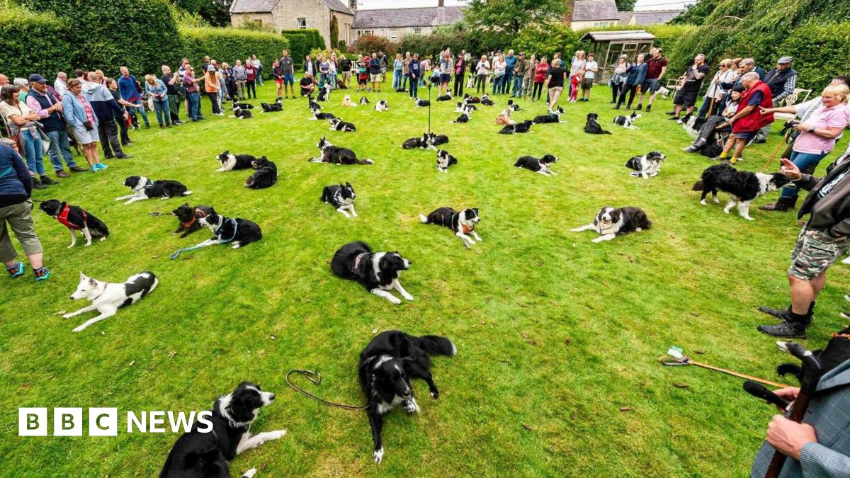 Hopes Northumberland border collie reunion is 'biggest yet' - BBC News