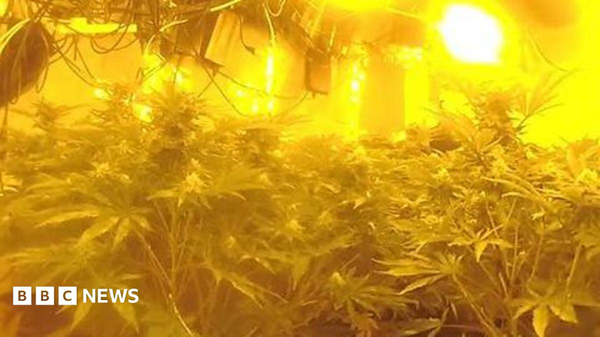 Police find drugs farm in Sneinton after attempted break ins - BBC News