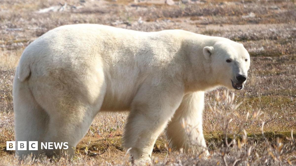 Polar bear DNA could be adapting to warmer climates, UEA study - BBC News
