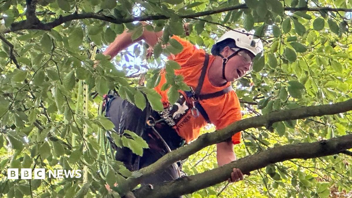 Coventry hosts national tree climbing competition - BBC News