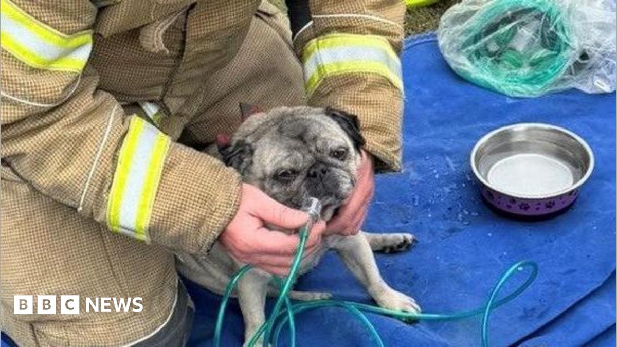 Pug rescued and given oxygen after Capel St Mary house fire - BBC News