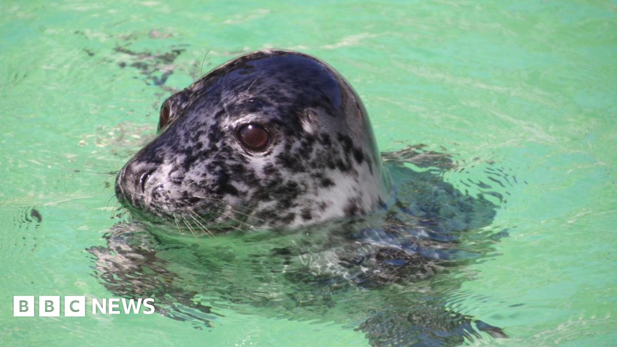 Scientist discovers why seals do not drown while diving - BBC News