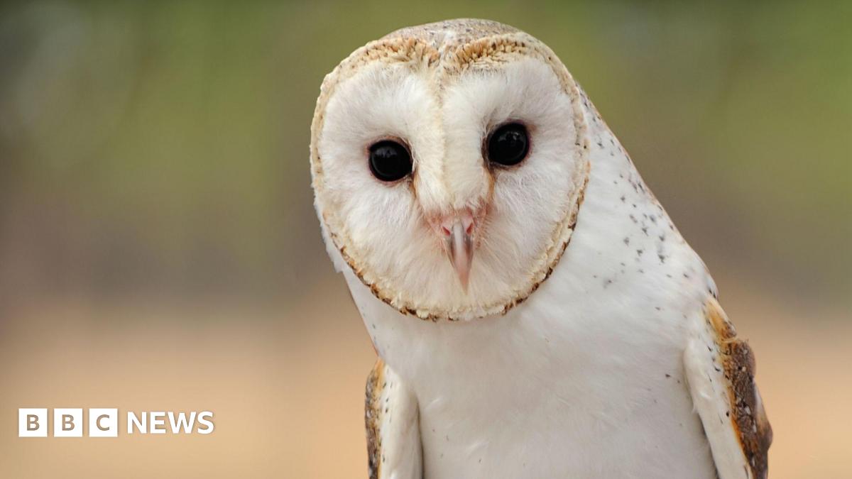 Live owls no longer kept at York centre after backlash - BBC News