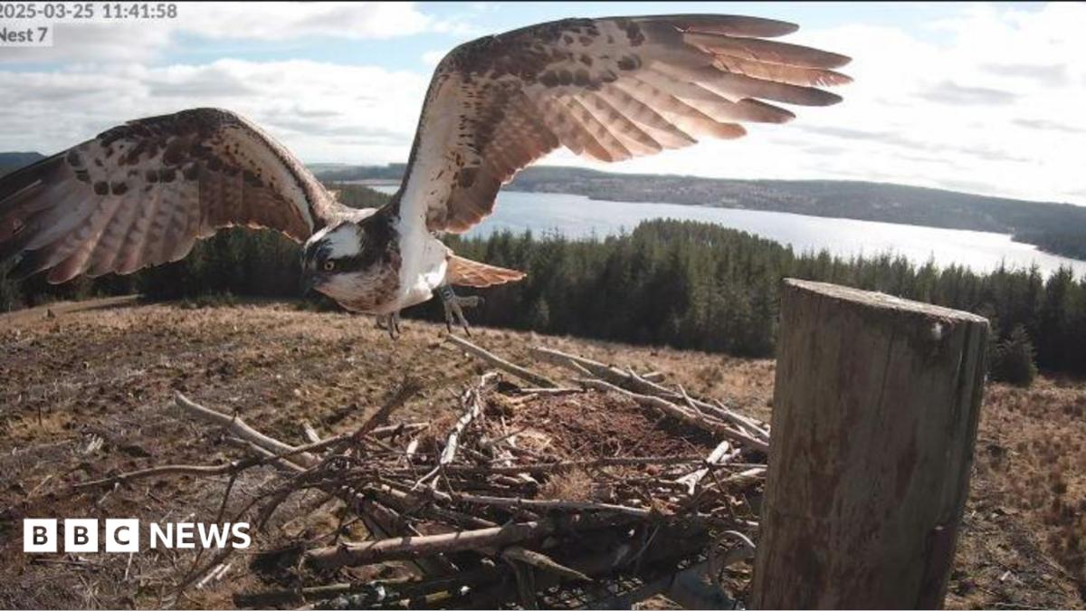 Predators and storms blamed for Kielder Forest ospreys' hard year - BBC ...