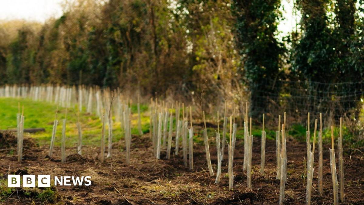 Humber Forest grows by 240,000 trees in a year - BBC News