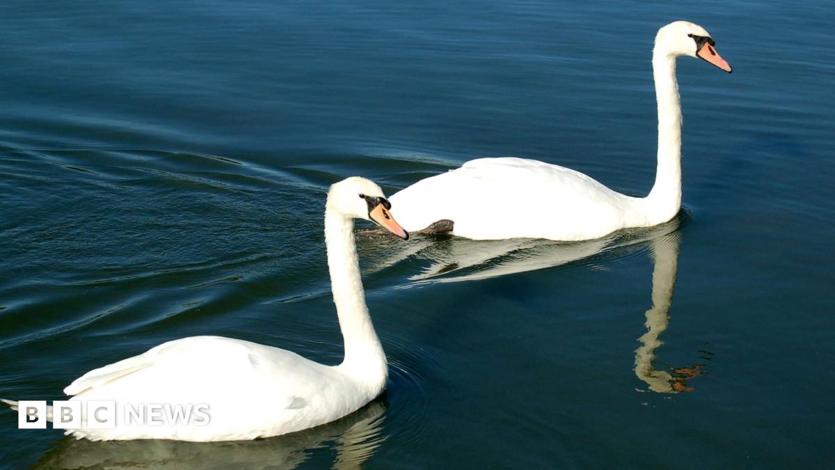 Thames Valley Police urged to do more after swan attacks - BBC News