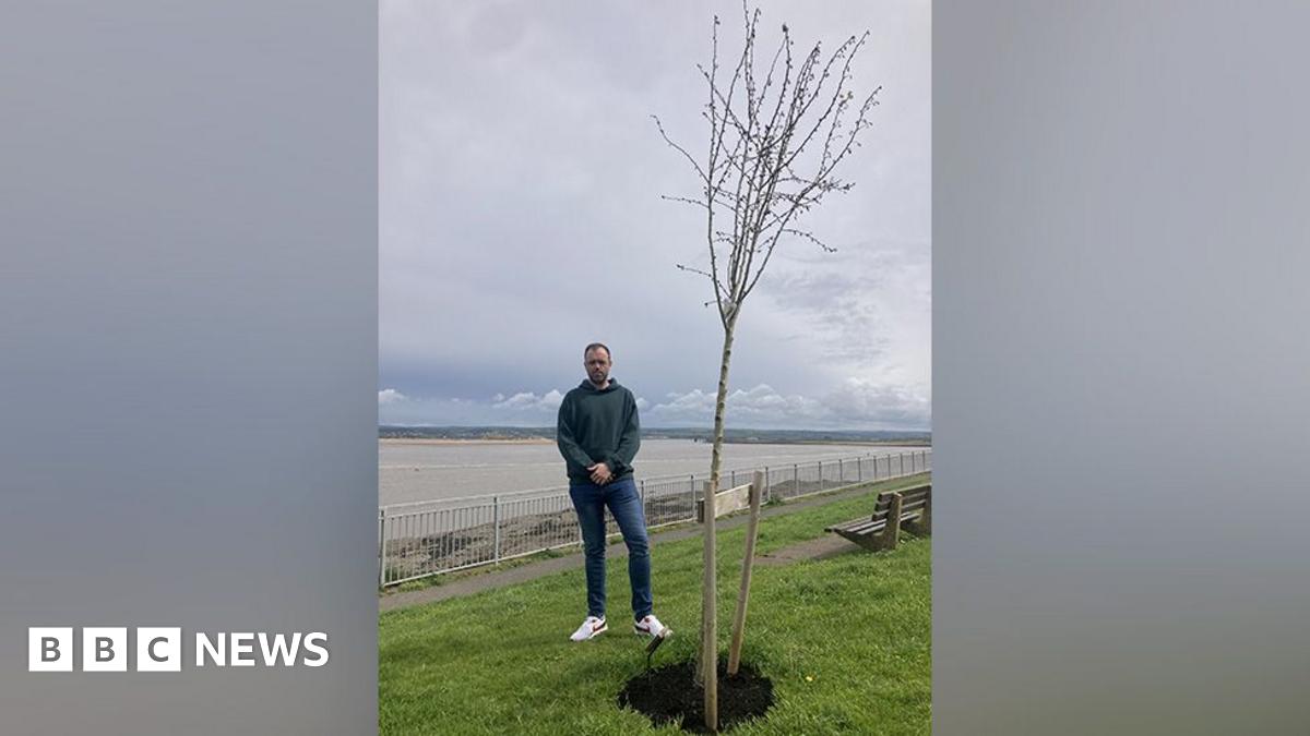 Memorial tree in Appledore vandalised two times - BBC News