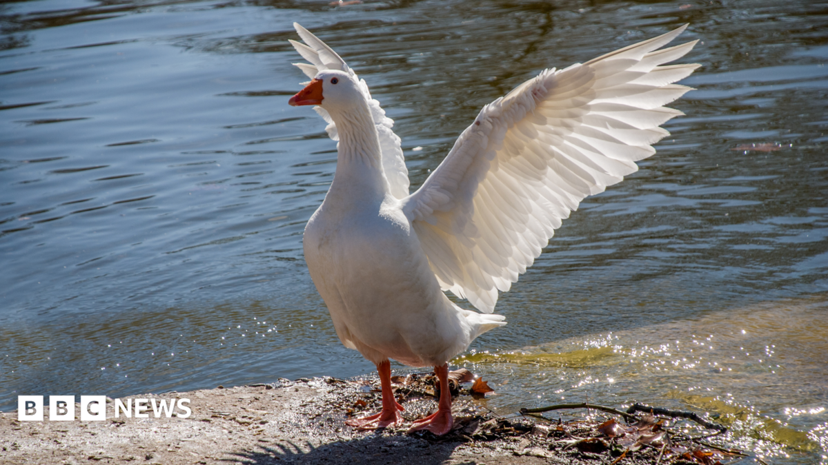 Dartford man arrested after eight geese found dead - BBC News