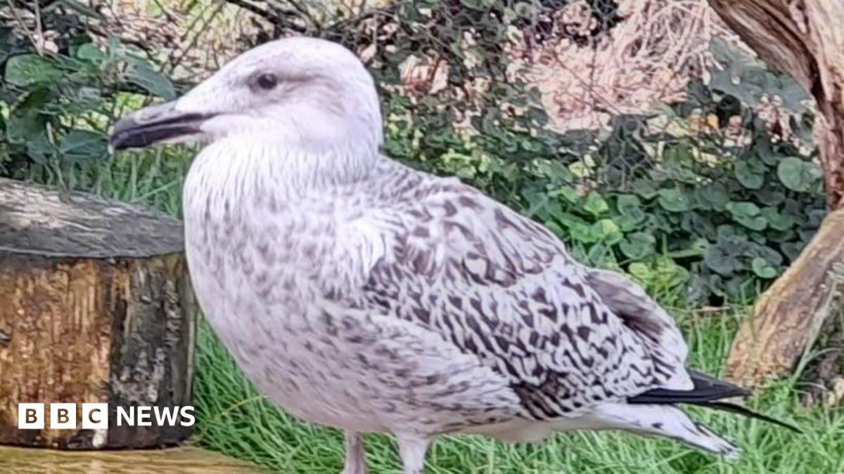 Seagull 'deliberately killed' in McDonald's car park in Essex - BBC News
