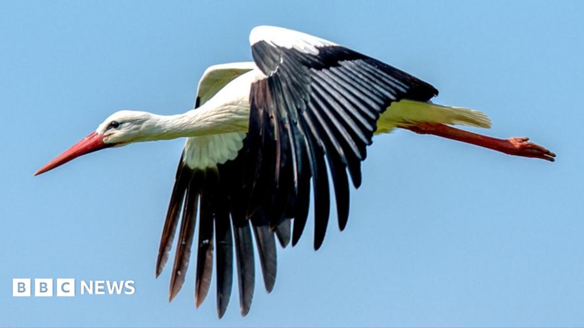 White storks nest at Dagenham country park in rewilding project - BBC News