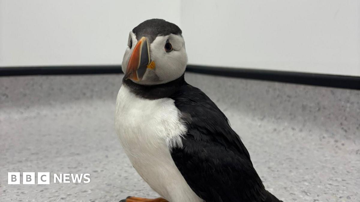 Puffin found roaming in Herefordshire garden - BBC News