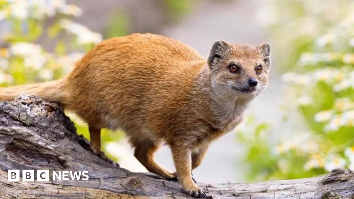 'Motivated' mongoose to get 'happy ending' after brewery capture - BBC News