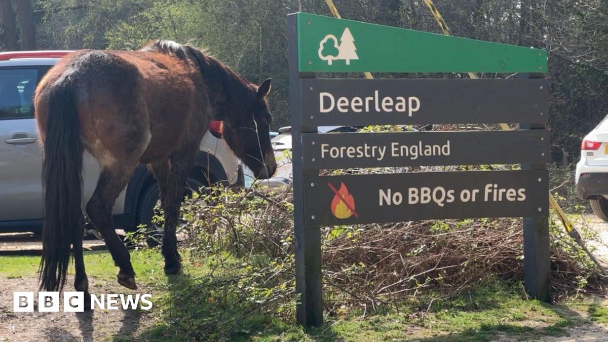 Free parking in New Forest beauty spots set to end - BBC News