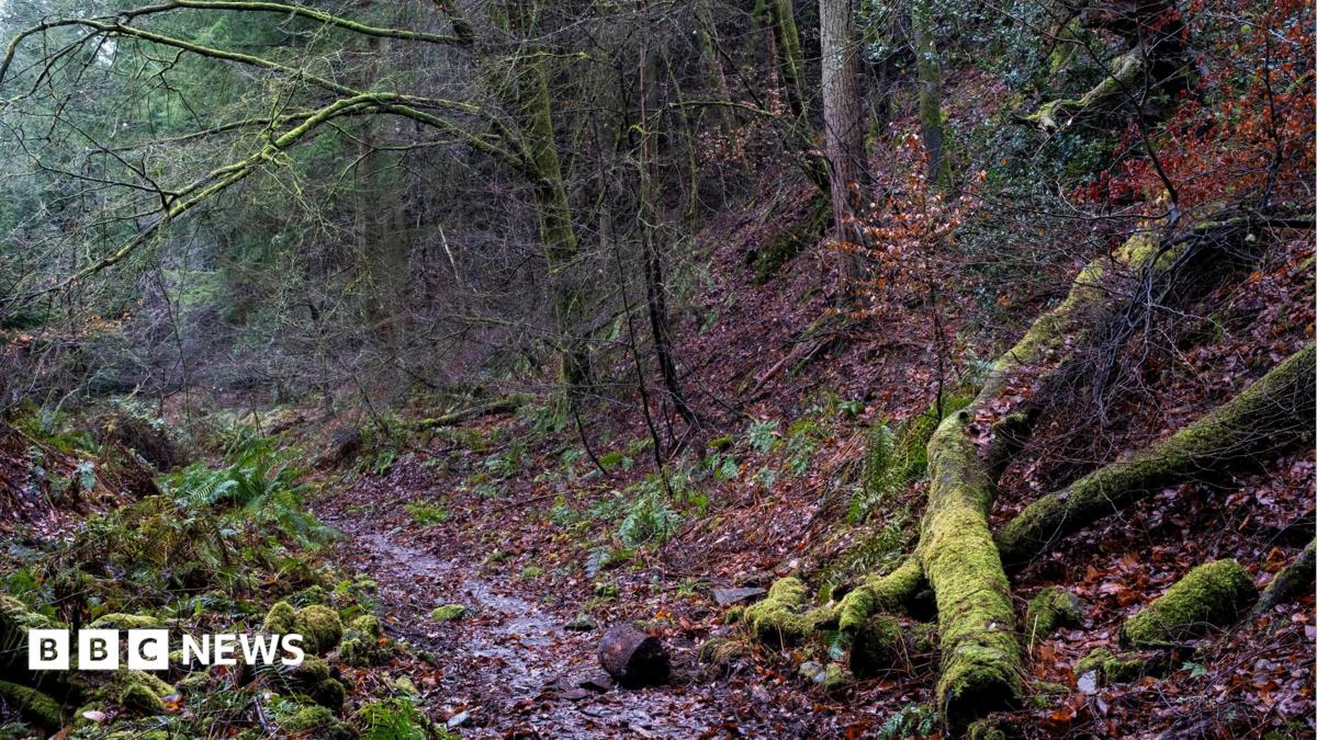 Forest of Dean moves a step closer to becoming Unesco 'biosphere' - BBC ...