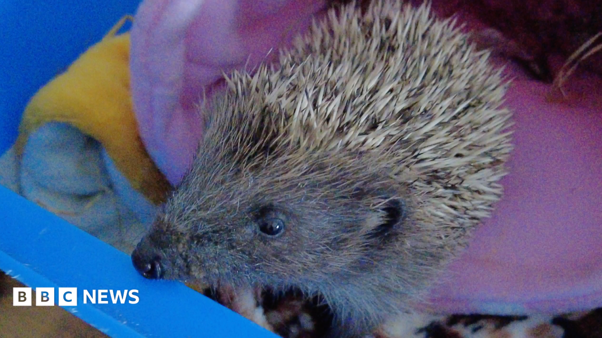 North-west volunteer hedgehog rescuers 'in crisis' - BBC News