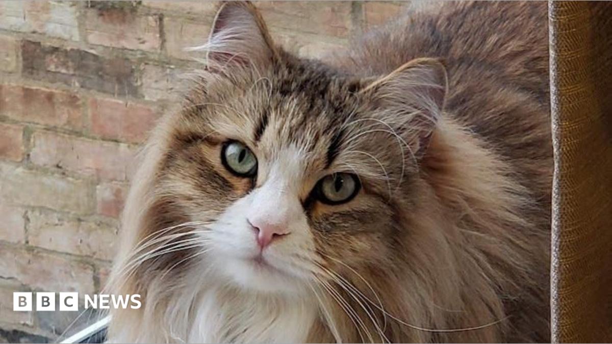 'Mission Impossible' rescue of Cambridge Uni cat stuck in tree - BBC News