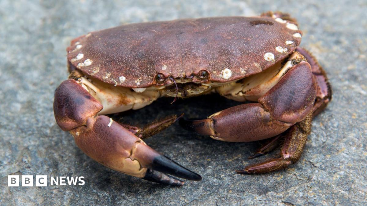 Donegal: 15,000 crabs recovered after lorry tips in Inishowen field ...