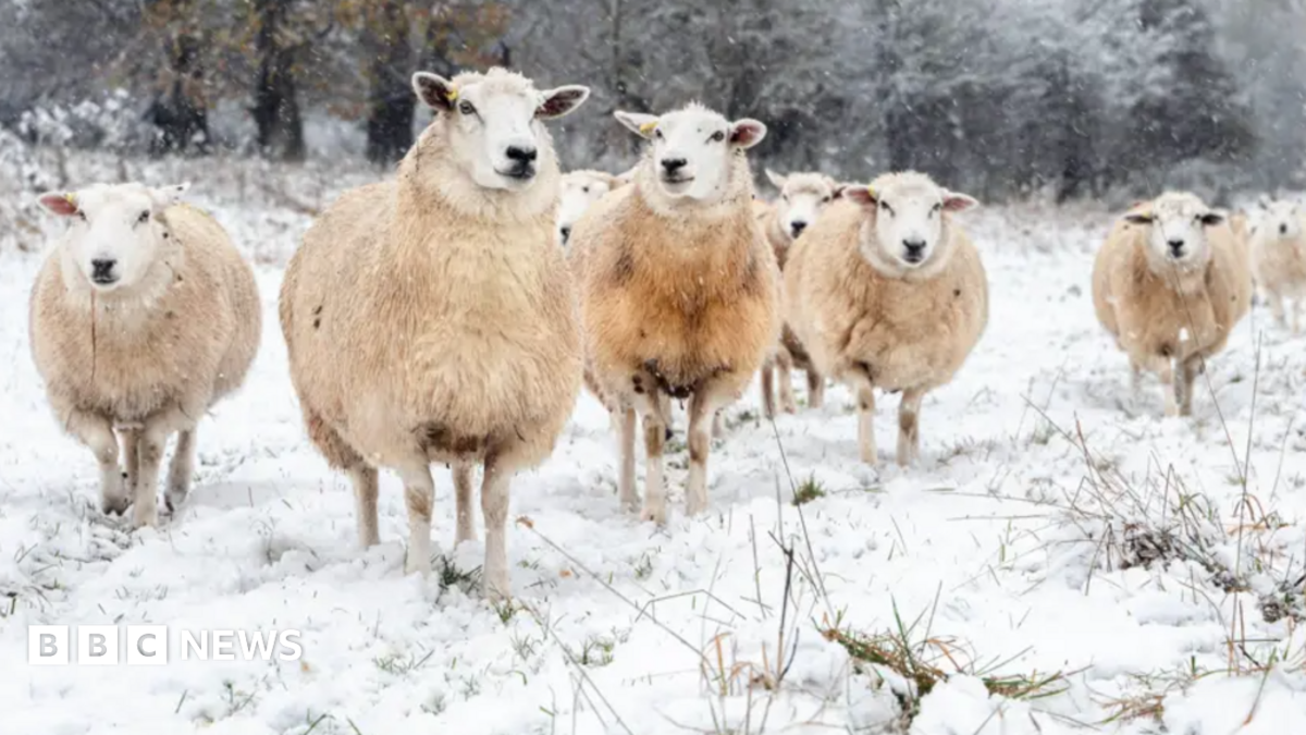 Headlines: Snow, Bristol murder trial and Wallace & Gromit return - BBC ...