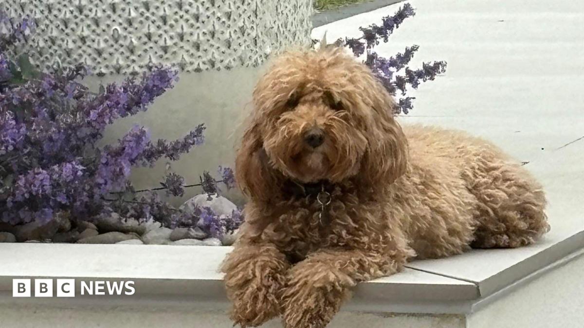 Dog found eight miles from where she went missing - BBC News