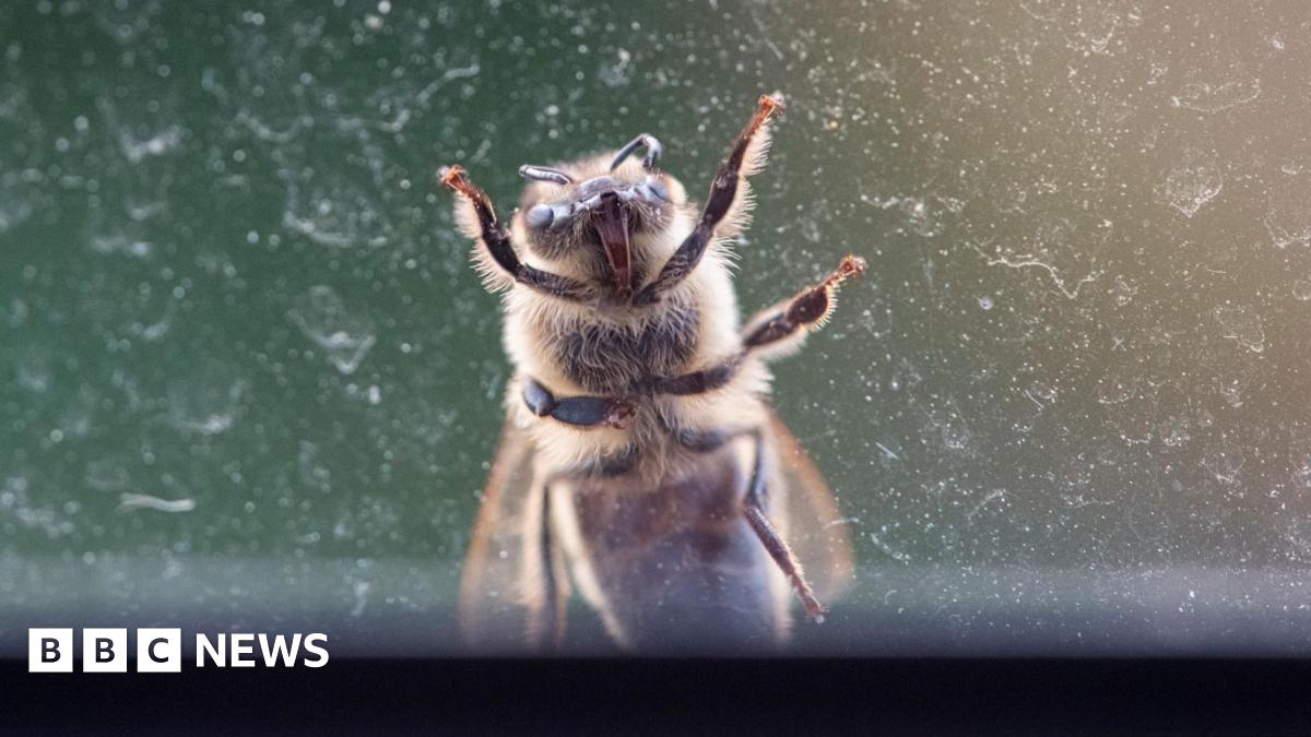 Bug charity warns of 'alarming' insect decline in new survey - BBC News