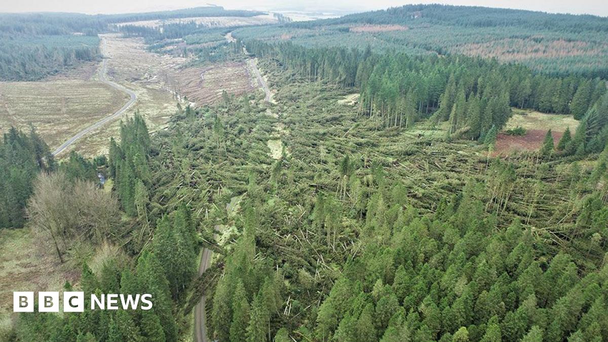 New images show scale of storm impact on forests - BBC News