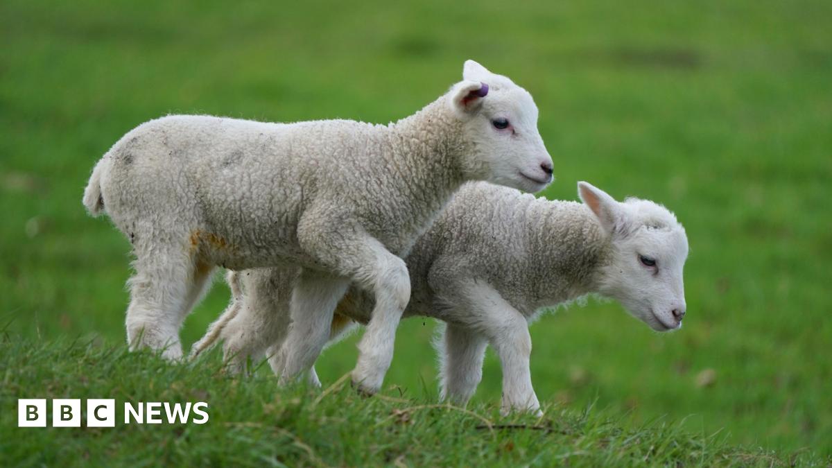 Gannow Farm in Worcestershire confirms sickness bug outbreak - BBC News