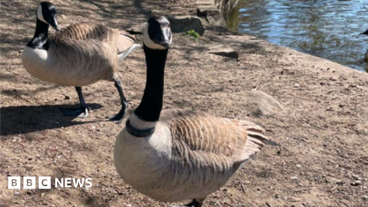 Goose with plastic ring around neck rescued from Bradford park - BBC News