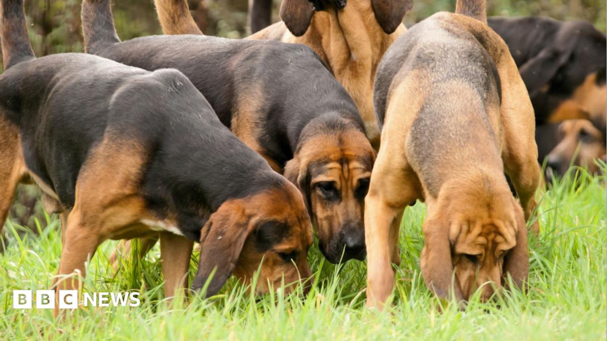 Trail hunt ban 'needs careful wording' says Norfolk group - BBC News