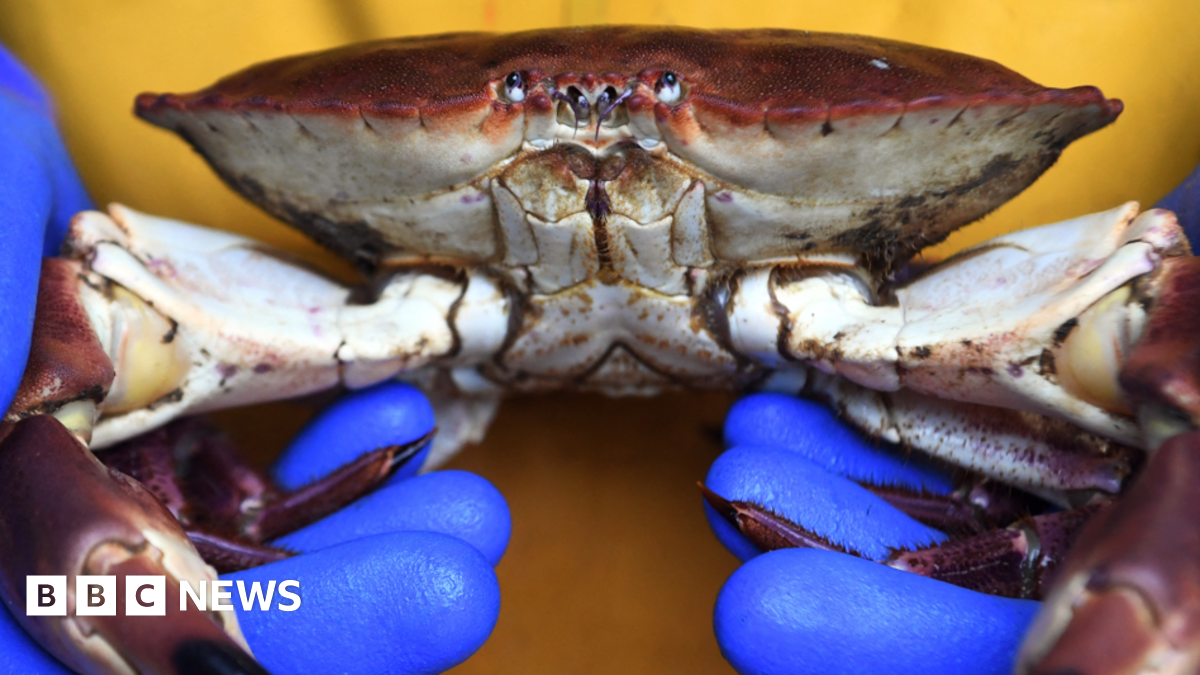 Cromer Crab industries hit by bad weather and cost-of-living - BBC News