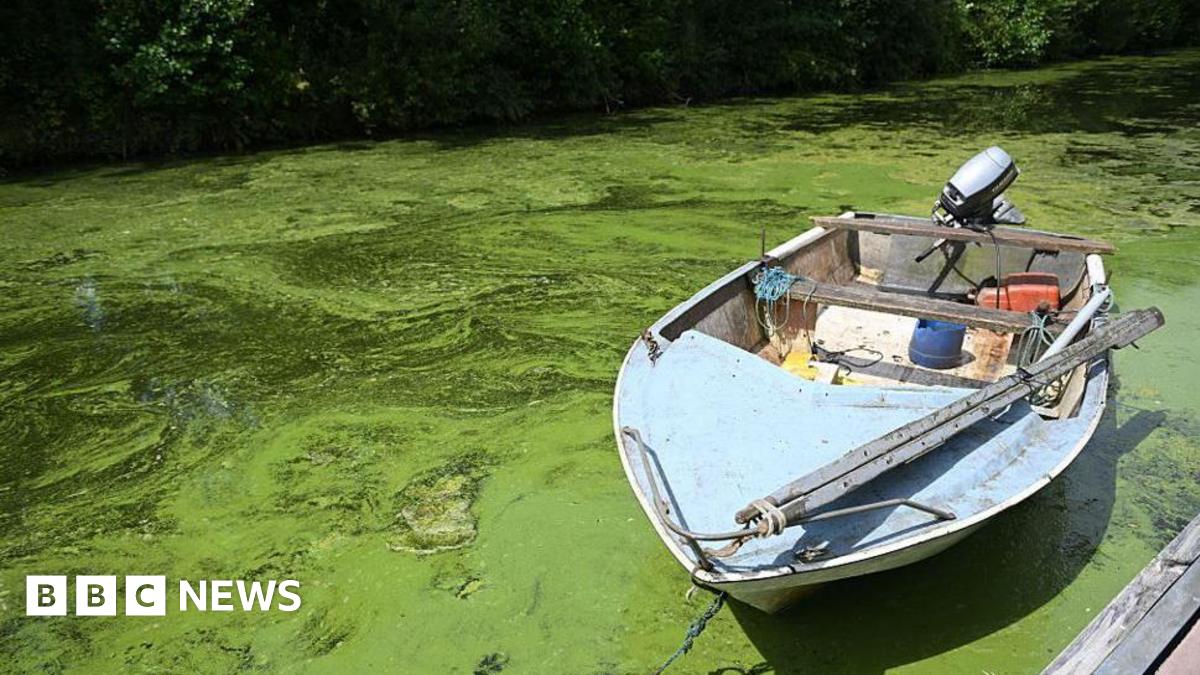 Lough Neagh: What projects are tackling blue-green algae blooms? - BBC News