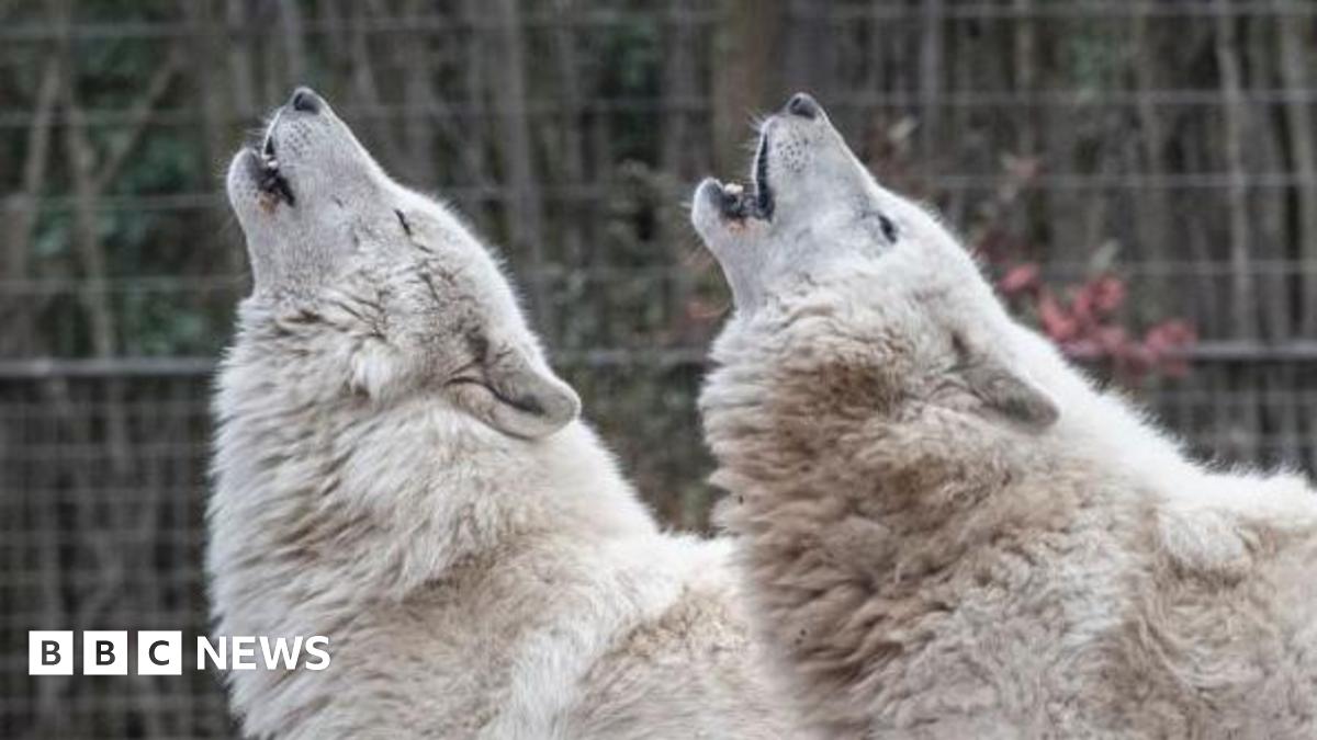Ipswich woman's 'awe' after Jimmy Doherty's howling wolves wake her ...