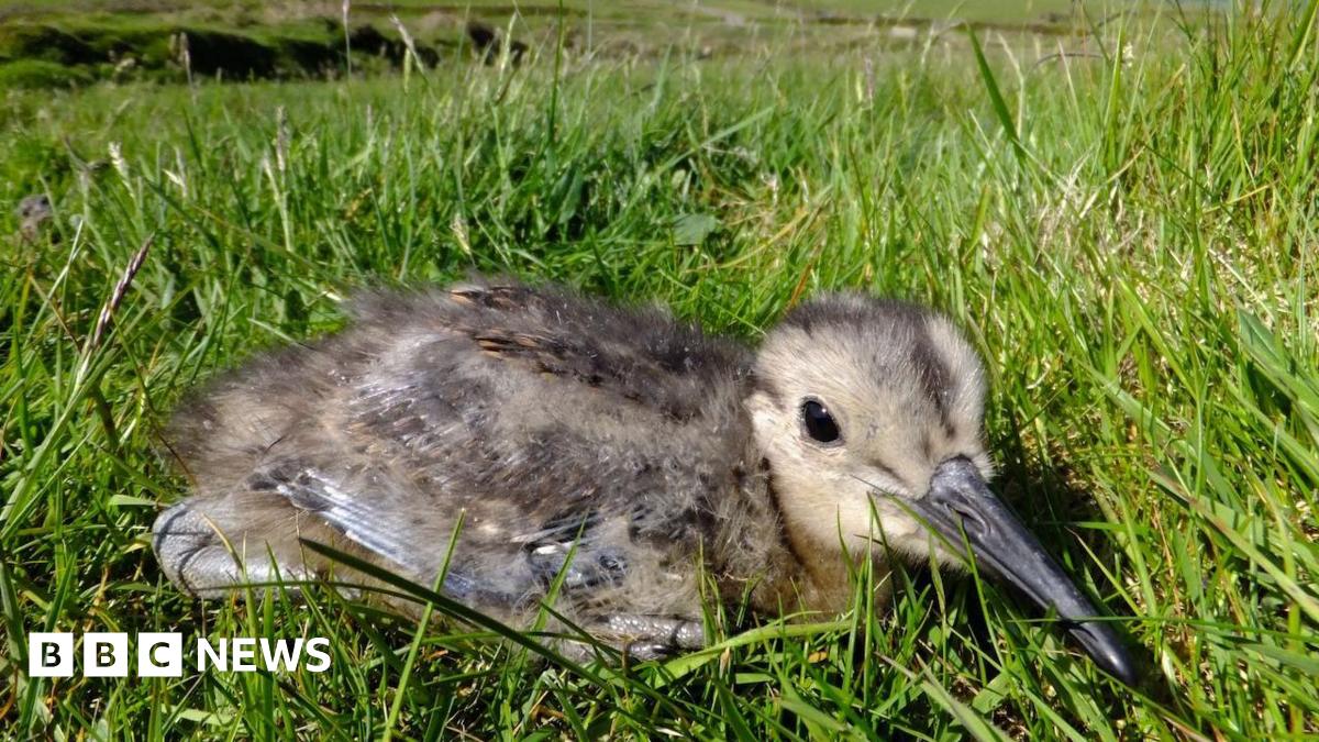Wildlife conservationists form new Manx Nature Alliance - BBC News