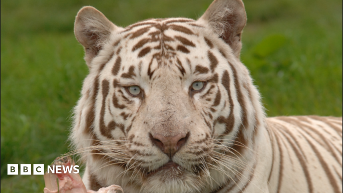 West Midlands Safari Park white tiger dies days before 20th birthday ...