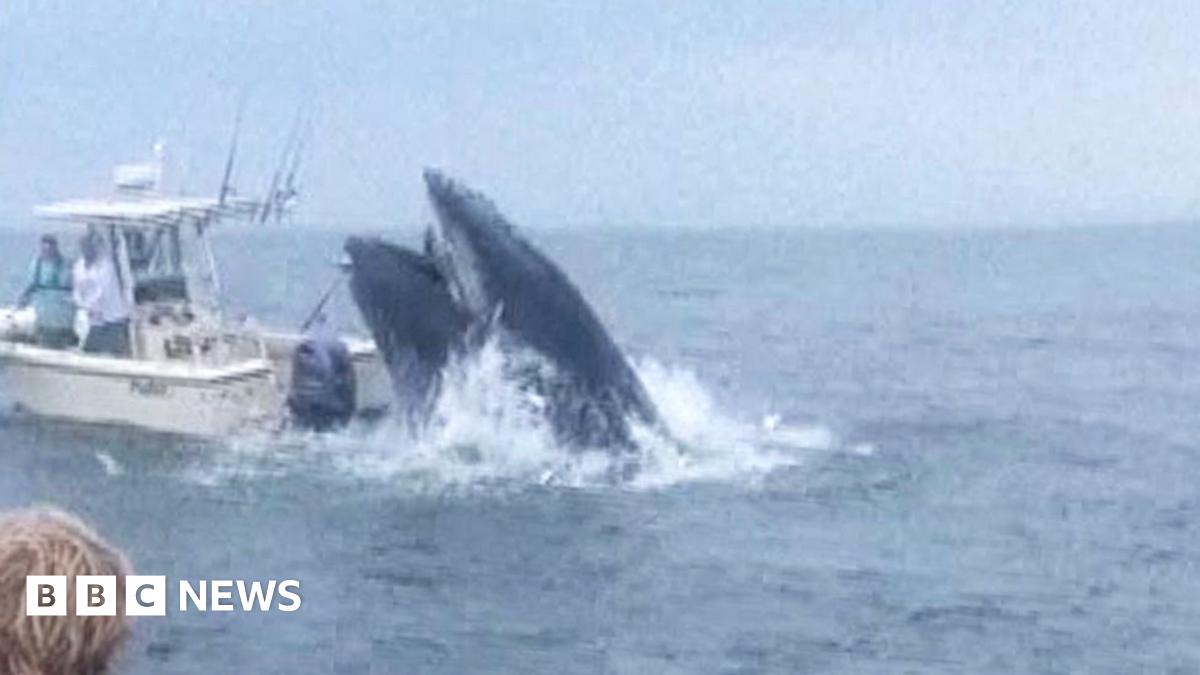 Breaching whale capsizes boat and sends two people overboard - BBC News