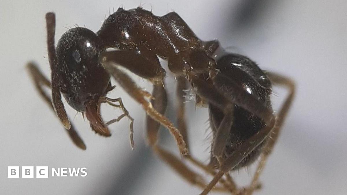 Ant species found on Isle of Man for first time by volunteer - BBC News