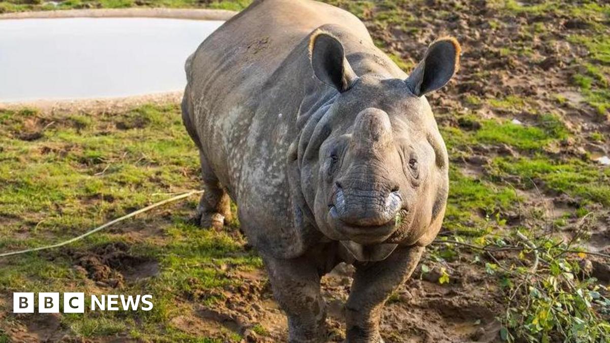 Whipsnade rhino dies after pair receive ultrasound cancer scan - BBC News