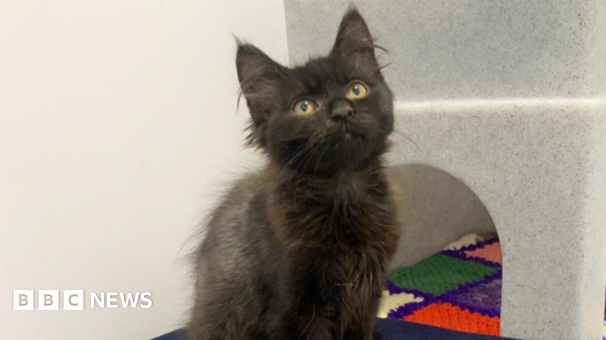 Kitten dumped with siblings 'enjoying forever home' - BBC News