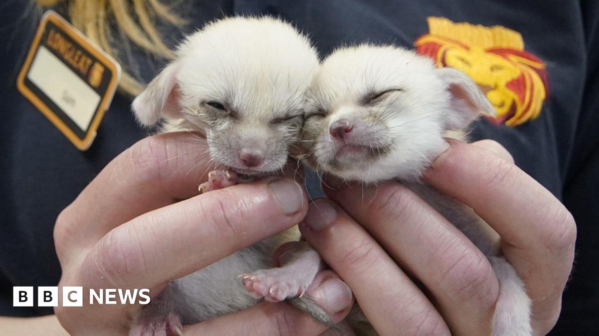 Longleat keepers helping raise fennec fox kits - BBC News