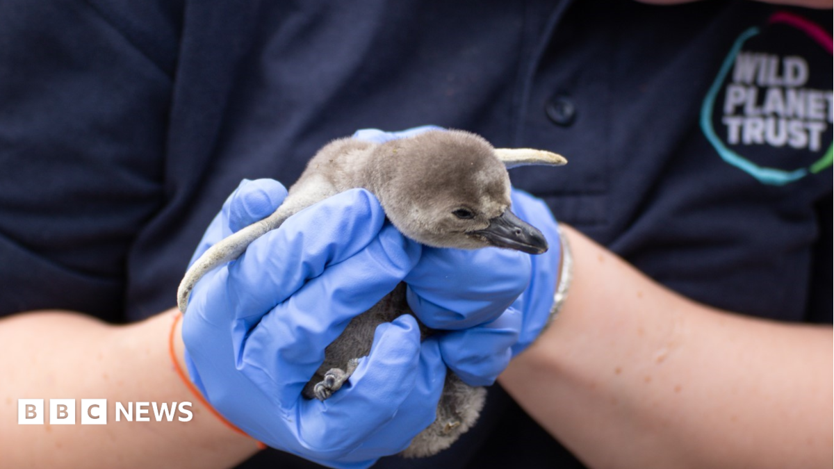 Two penguin chicks born at Newquay Zoo - BBC News